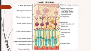 Physiology of retina | PPTX