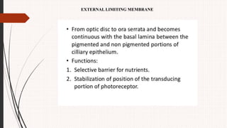 Physiology of retina | PPTX