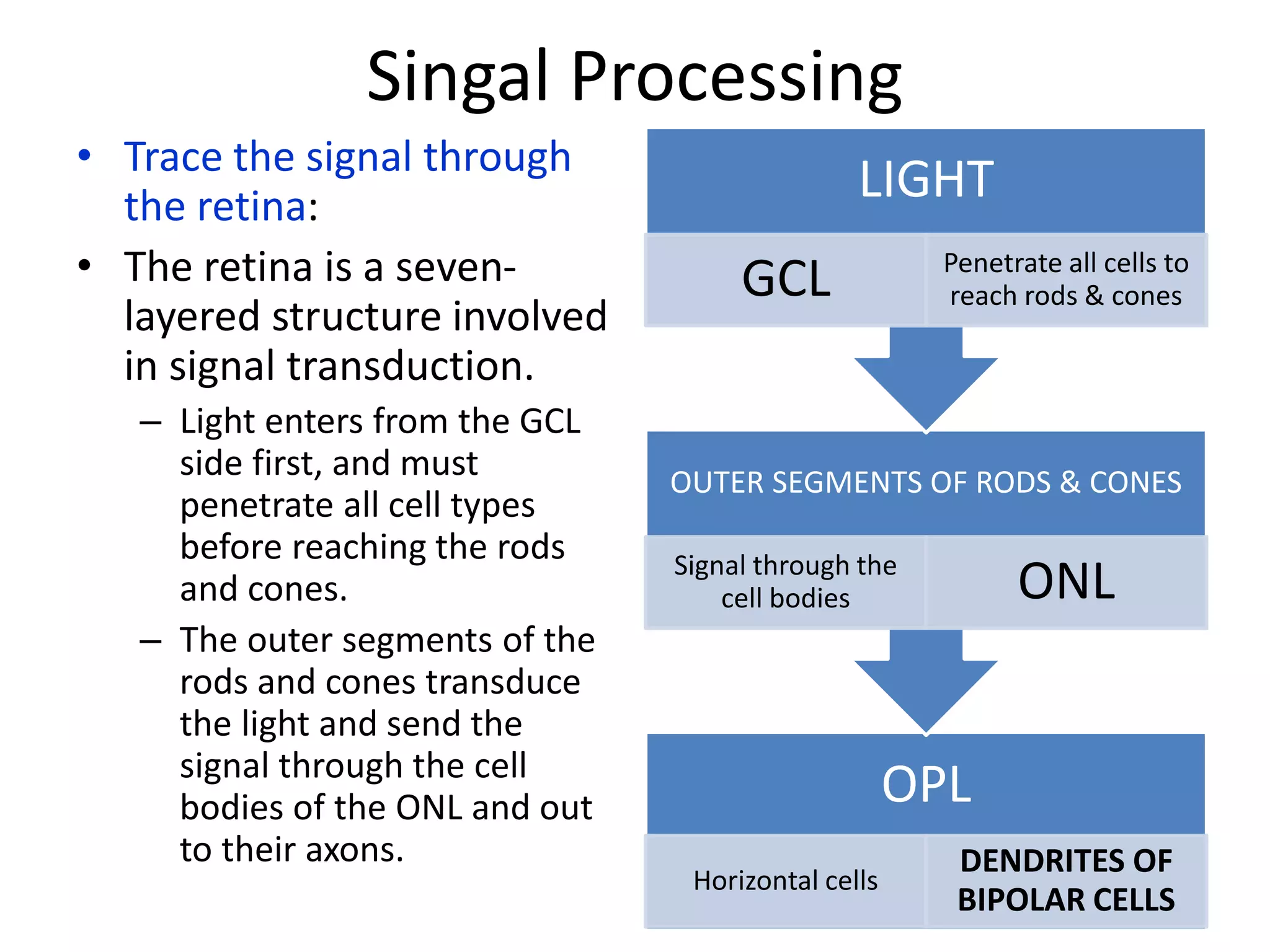 PHYSIOLOGY OF RETINA.pptx