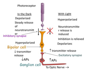 PHYSIOLOGY OF RETINA.pptx