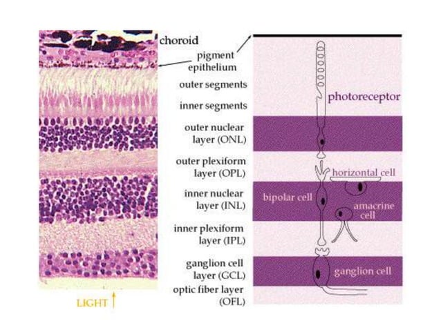 PHYSIOLOGY OF RETINA.pptx