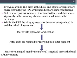 physiology of retina , retina physiology | PPTX