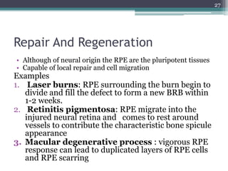 physiology of retina , retina physiology | PPTX