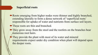 Physiology of roots in sugarcane. | PPTX