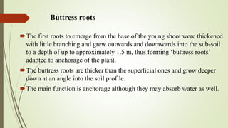 Physiology of roots in sugarcane. | PPTX