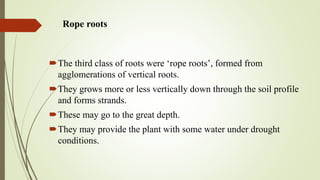 Physiology of roots in sugarcane. | PPTX