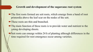 Physiology of roots in sugarcane. | PPTX