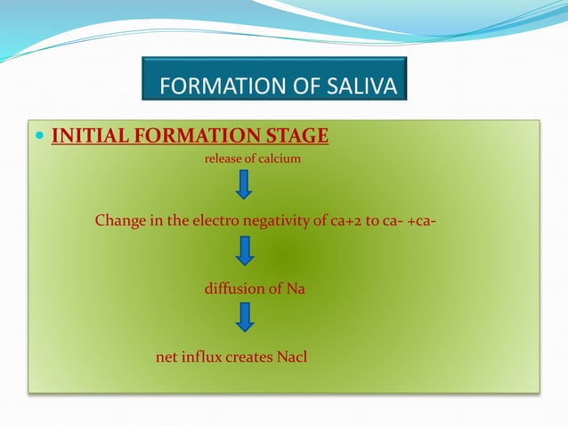 Physiology of saliva | PPTX | Ear, Nose and Throat Conditions ...