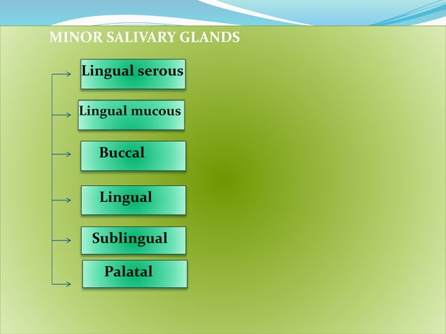 Physiology of saliva | PPTX | Ear, Nose and Throat Conditions ...
