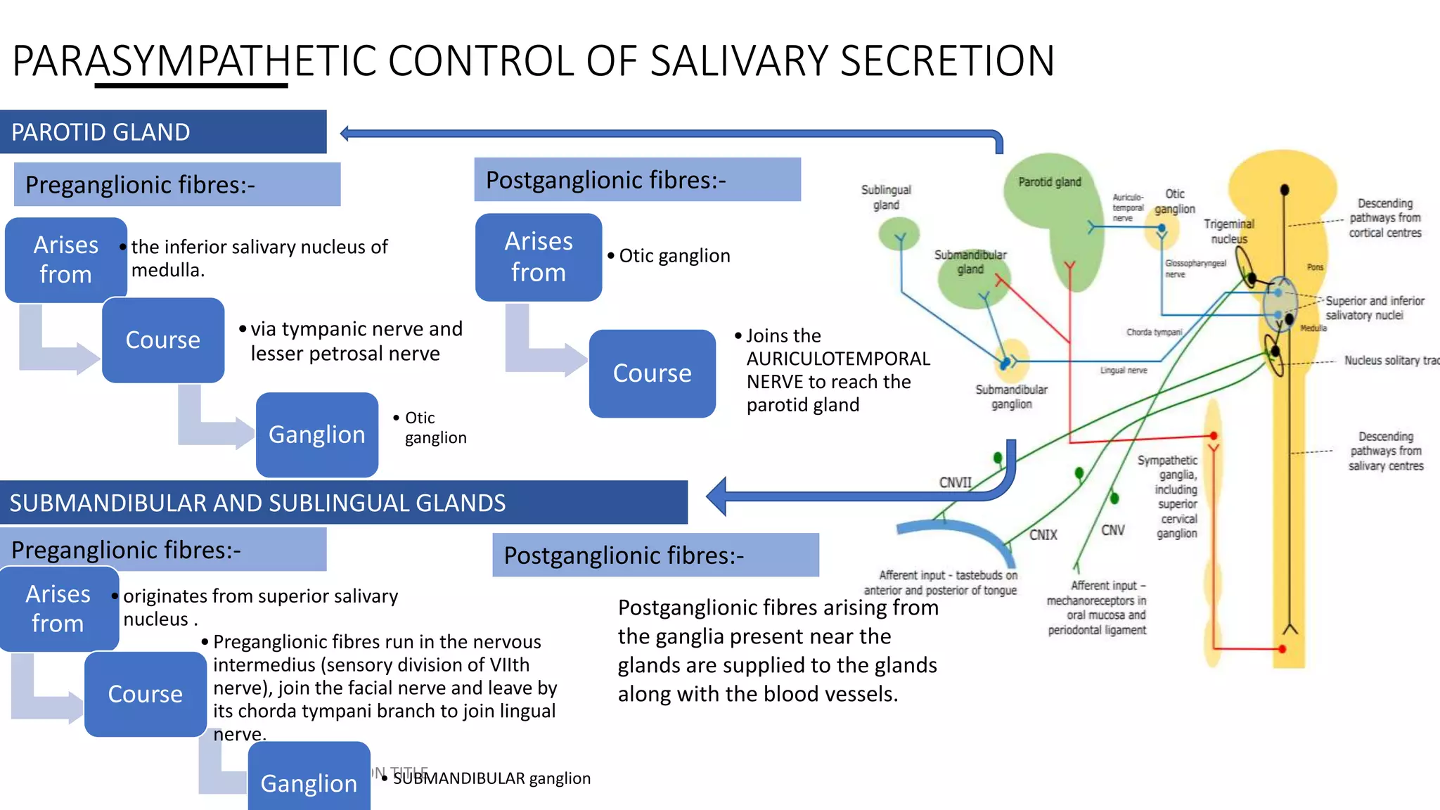 PHYSIOLOGY OF SALIVA AND ITS SIGNIFICANCE IN PROSTHODONTICS.pptx