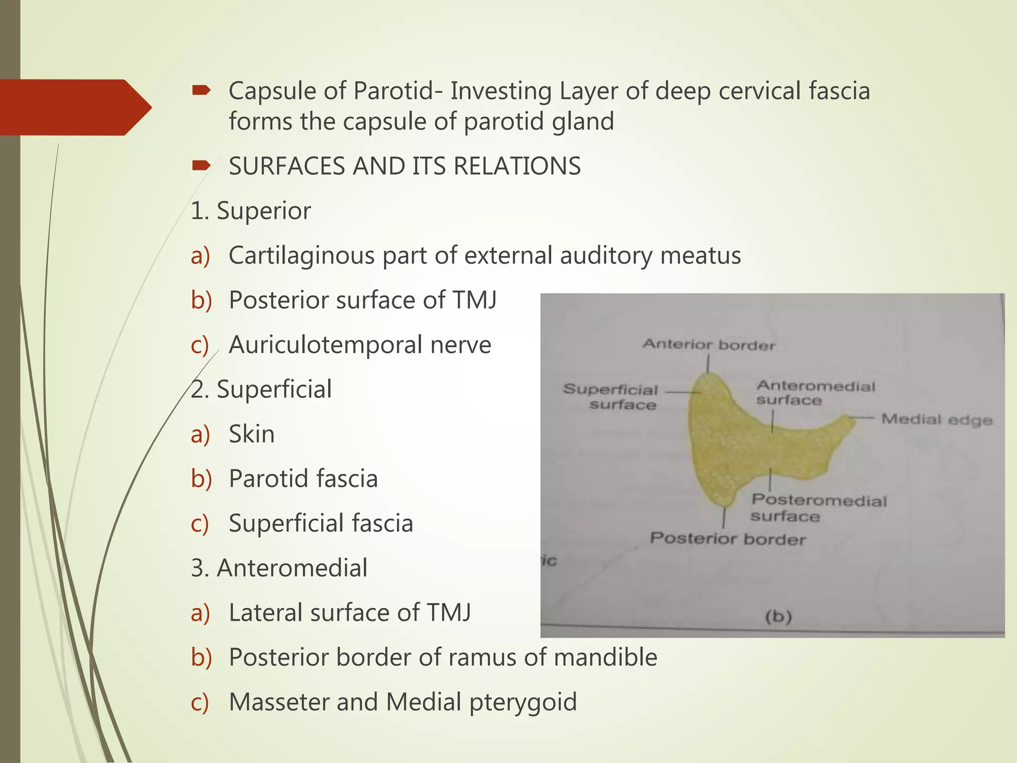 Physiology of saliva | PPTX