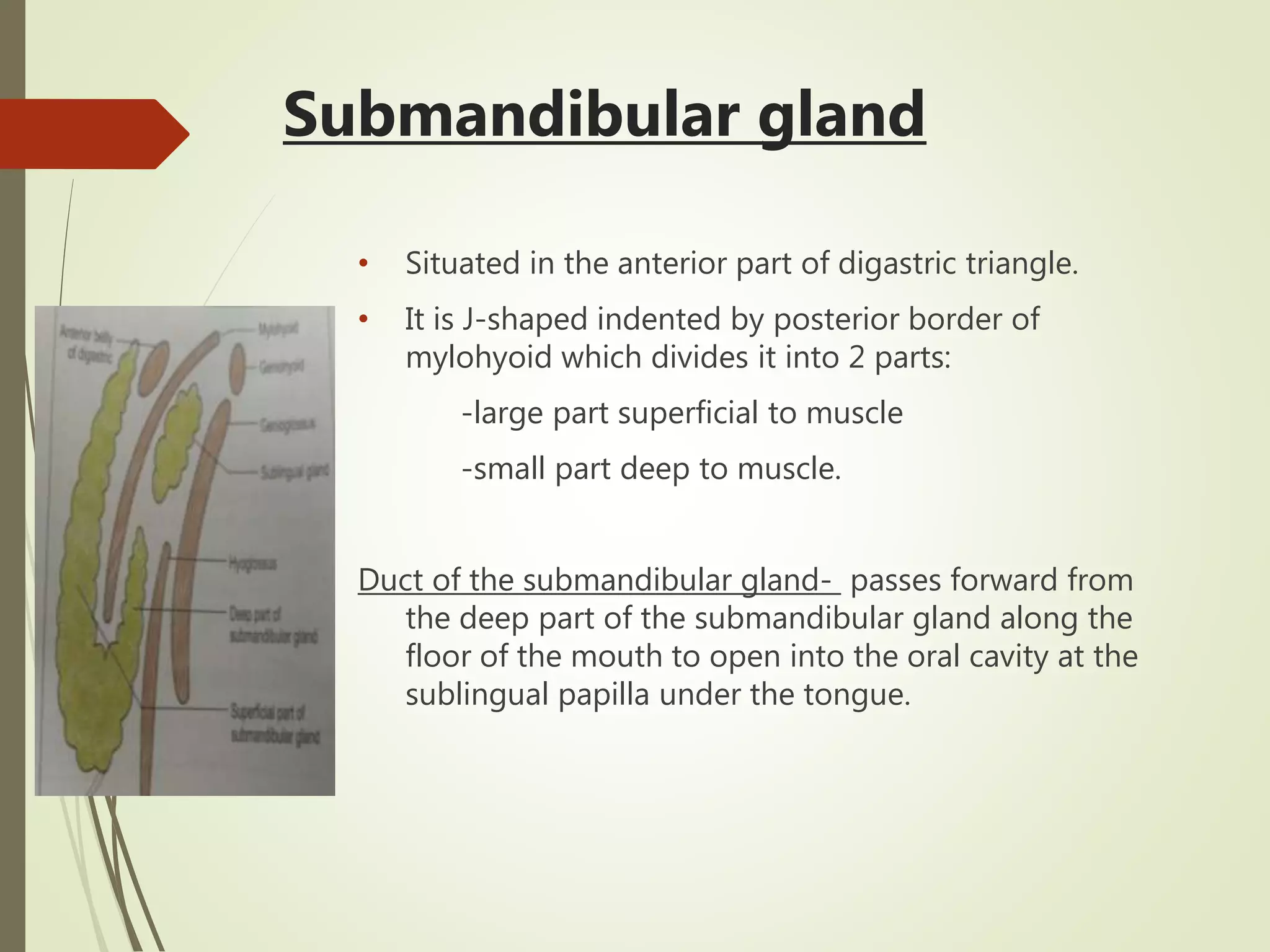 Physiology of saliva | PPTX