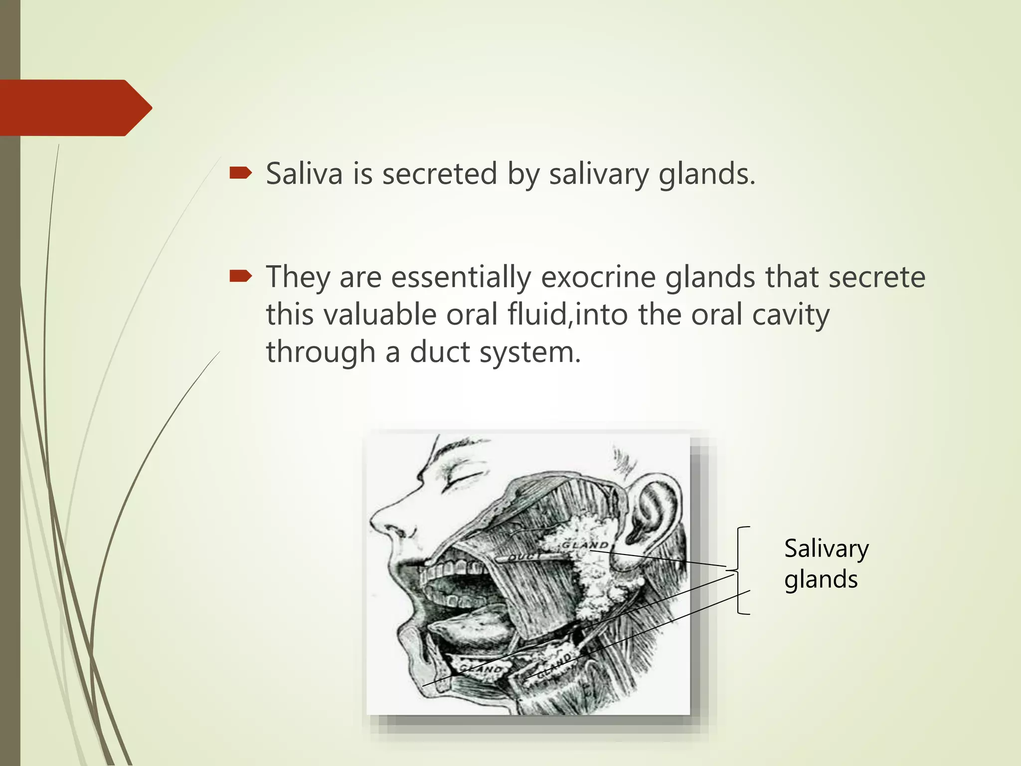 Physiology of saliva | PPTX