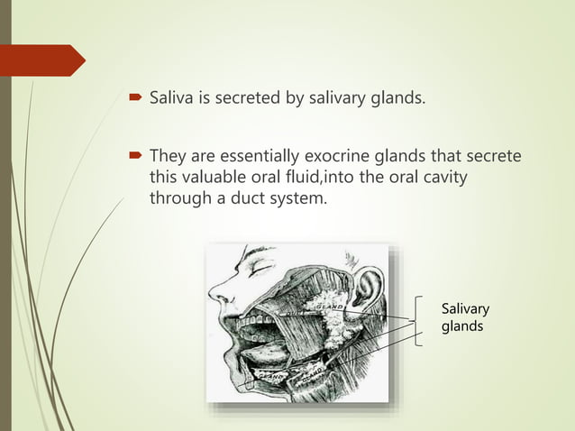 Physiology of saliva | PPTX | Ear, Nose and Throat Conditions ...
