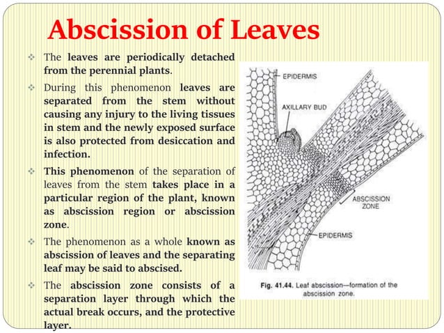 Physiology of senescence and abscission | PPTX