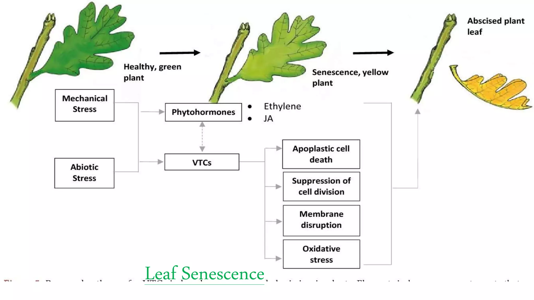 Physiology of Senescence and Abscission | PPTX