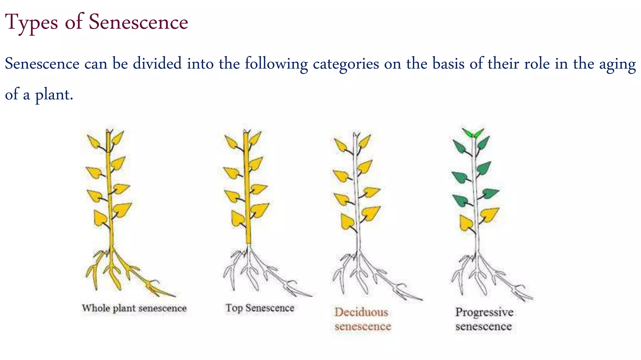 Physiology of Senescence and Abscission | PPTX