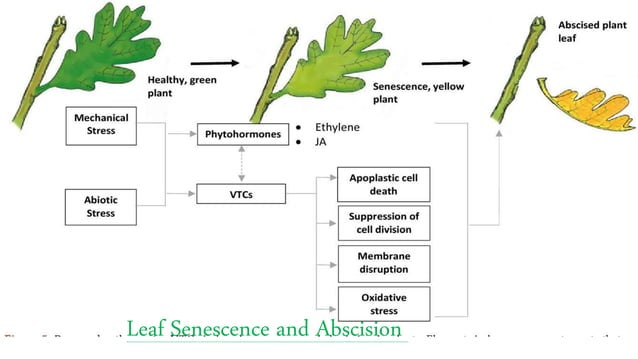 Physiology of Senescence and Abscission | PPTX