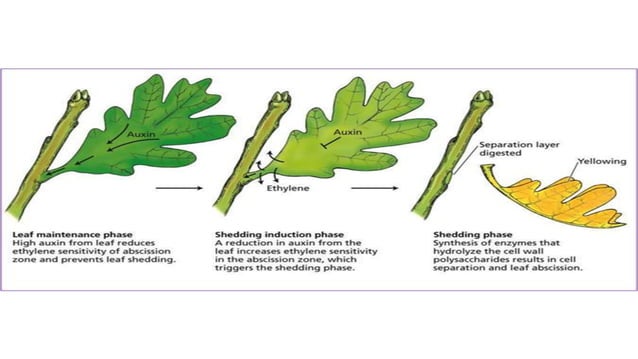 Physiology of Senescence and Abscission | PPTX