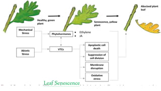 Physiology of Senescence and Abscission | PPTX