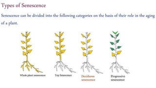 Physiology of Senescence and Abscission | PPTX