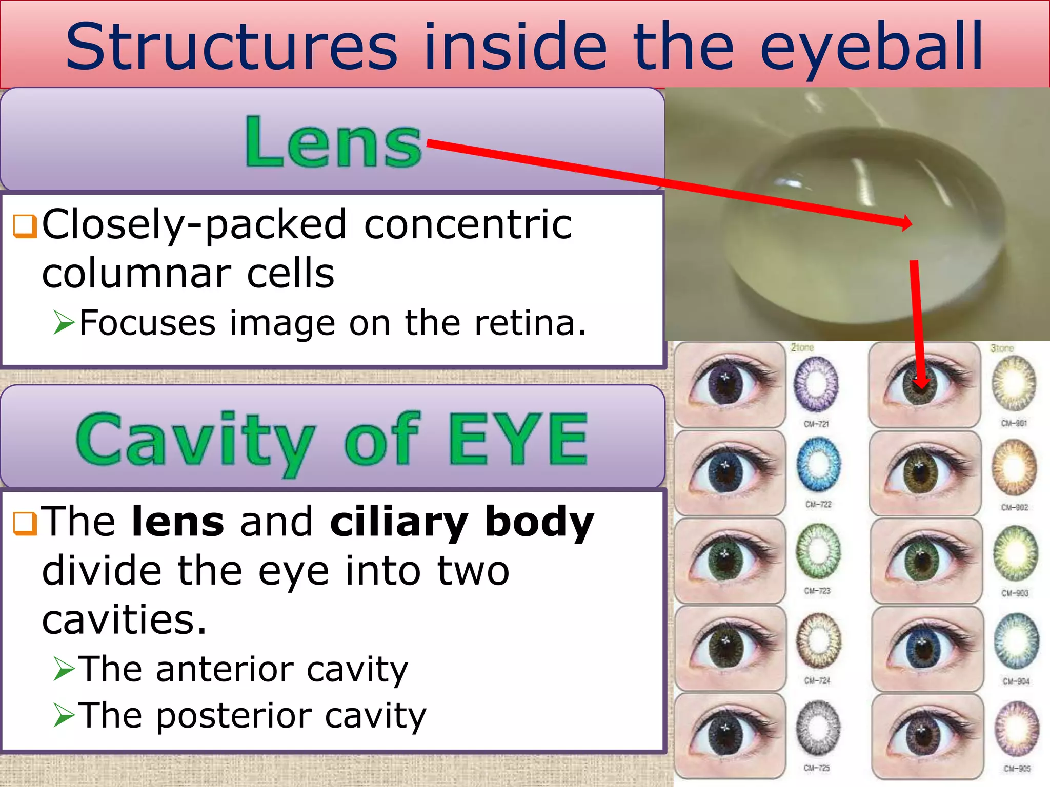 Physiology of sense organ EYE | PPTX