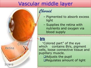 Physiology of sense organ EYE | PPTX