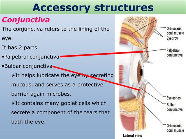 Physiology of sense organ EYE | PPTX