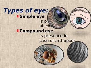 Physiology of sense organ EYE | PPTX