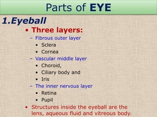 Physiology of sense organ EYE | PPTX