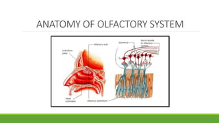 Physiology of Sensory Organ-Nose.pptx