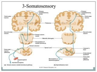 Physiology of sensory & pain.pdf