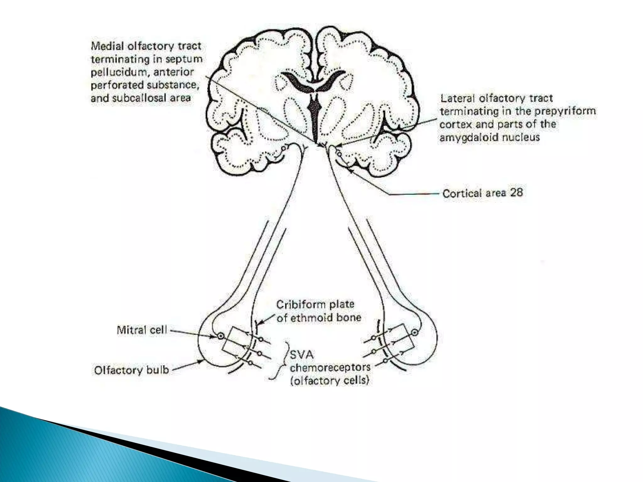 Physiology Taste and Smell | PPT