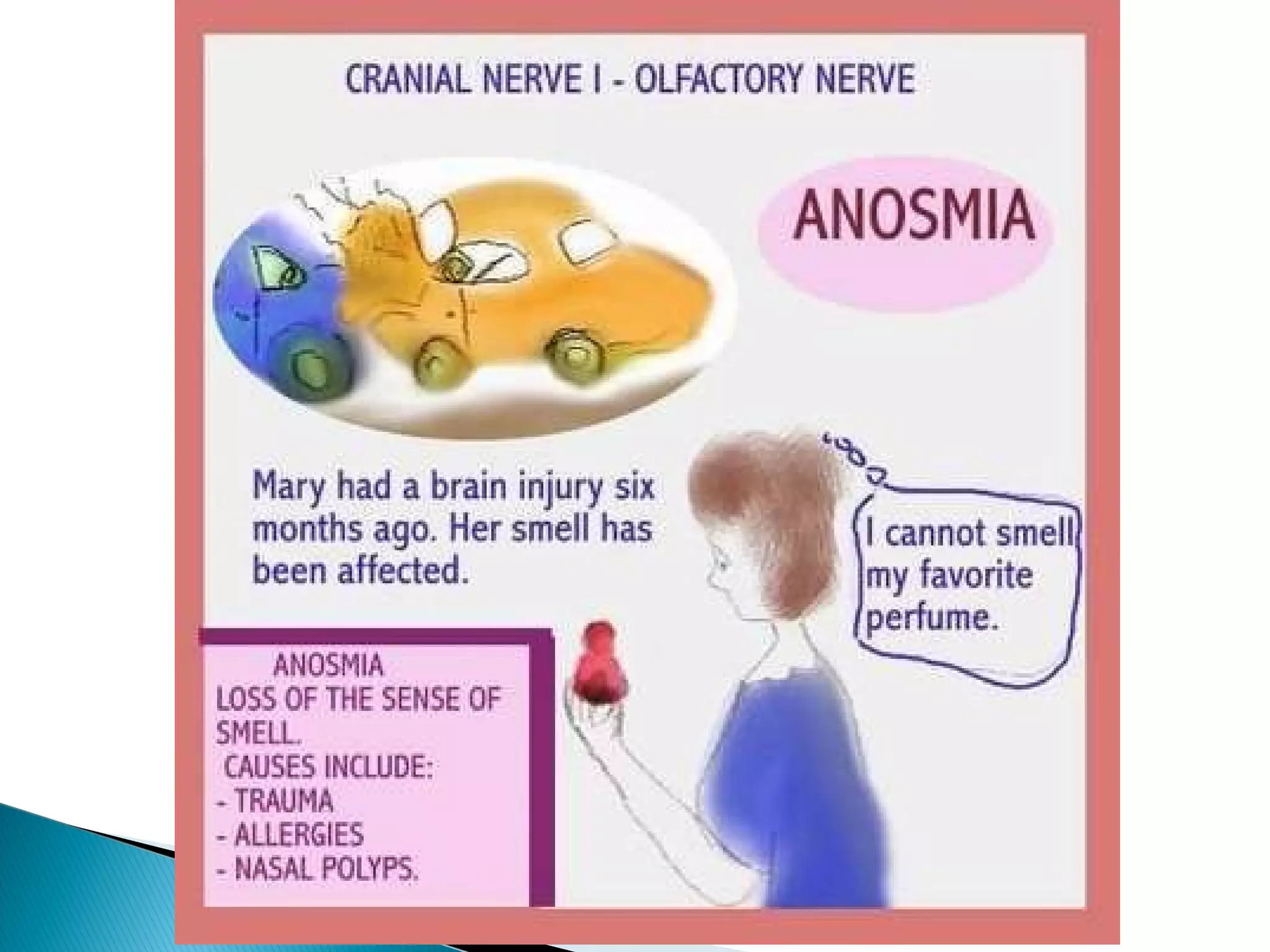 Physiology Taste and Smell | PPT