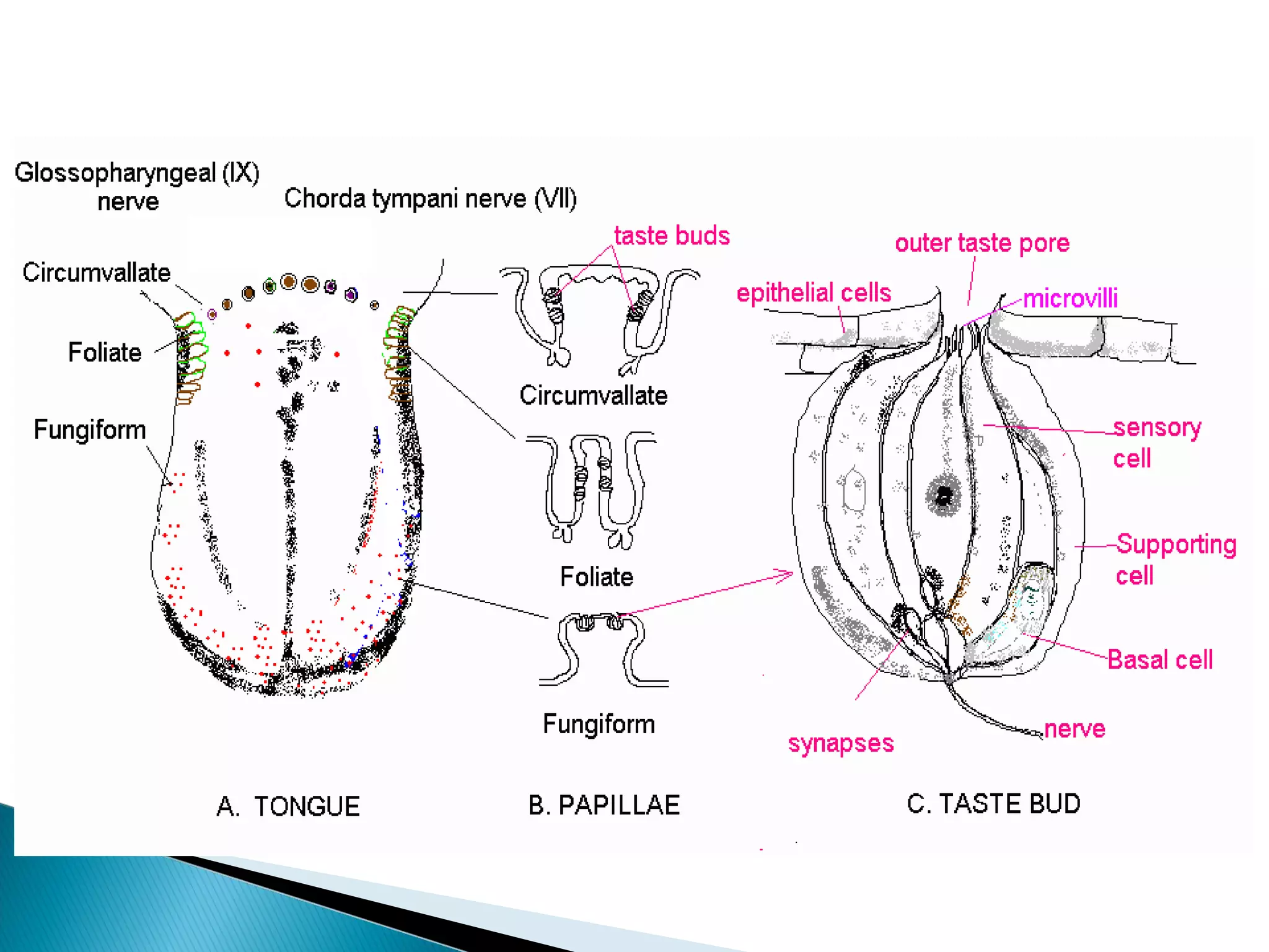 Physiology Taste and Smell | PPT