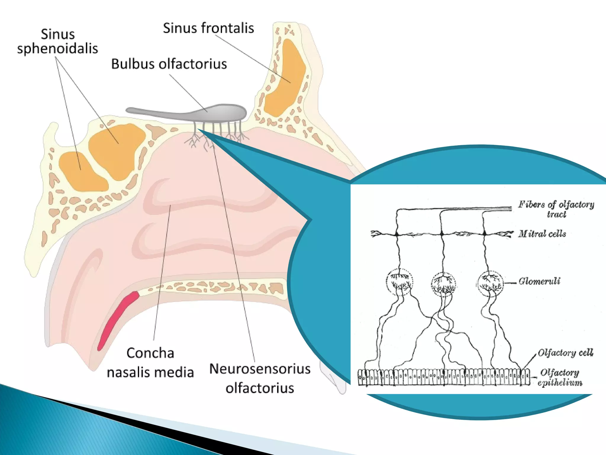 Physiology Taste and Smell | PPT