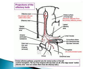 Physiology Taste and Smell | PPT