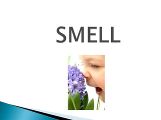 Physiology Taste and Smell | PPT