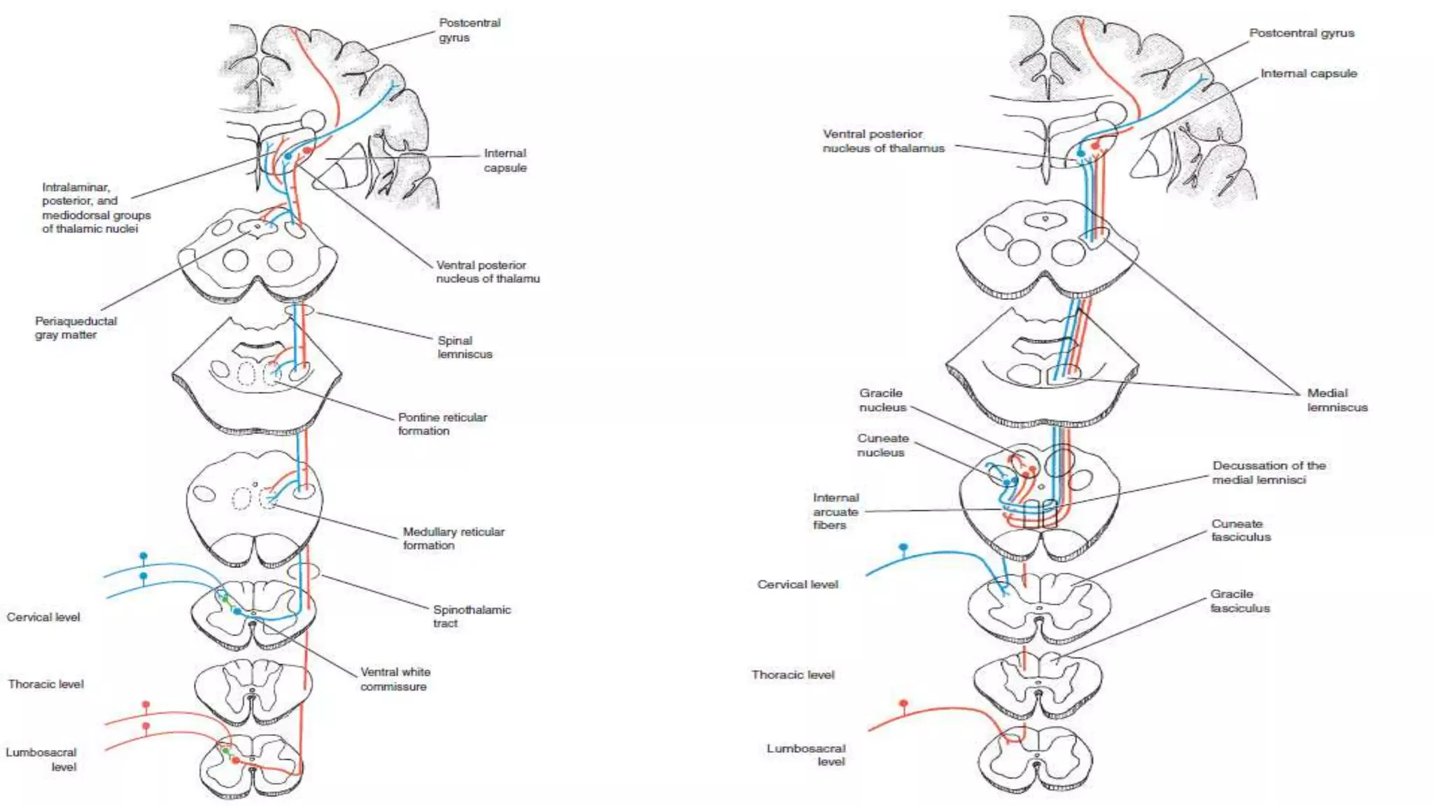 Physiology of sensory systems | PPTX