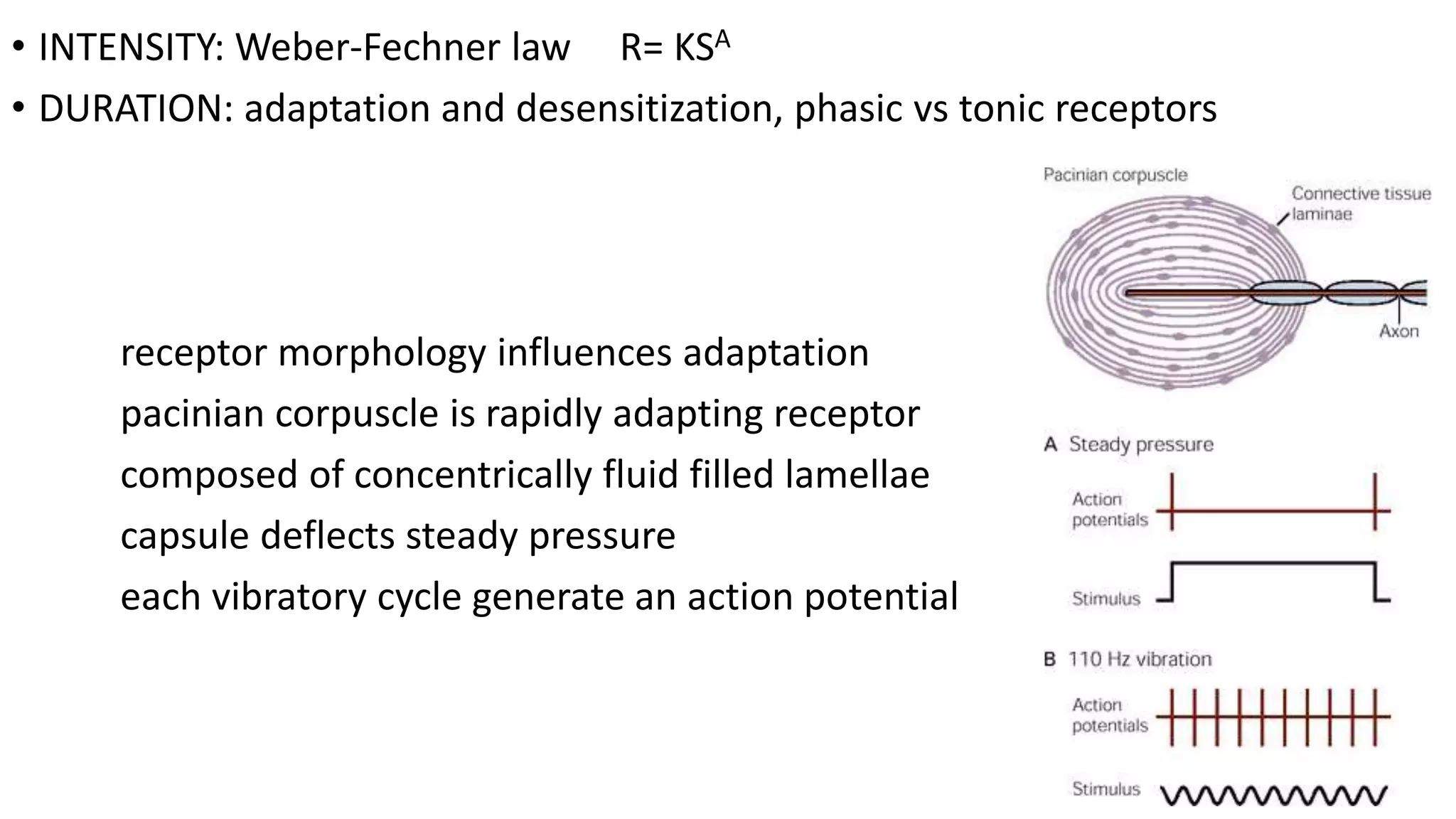 Physiology of sensory systems | PPTX