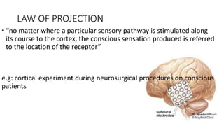 Physiology of sensory systems | PPTX