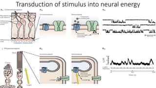 Physiology of sensory systems | PPTX