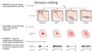 Physiology of sensory systems | PPTX