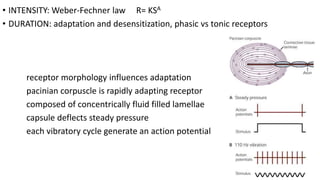 Physiology of sensory systems | PPTX