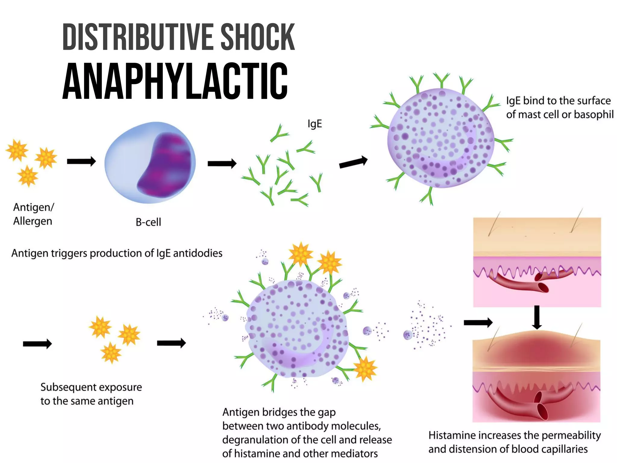 Physiology of Shock V2.pdf