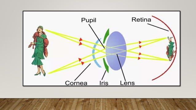 Physiology of sight | PPTX | Eye and Vision Conditions | Diseases and ...
