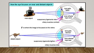 Physiology of sight | PPTX