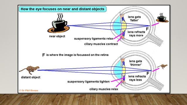Physiology of sight | PPTX | Eye and Vision Conditions | Diseases and ...