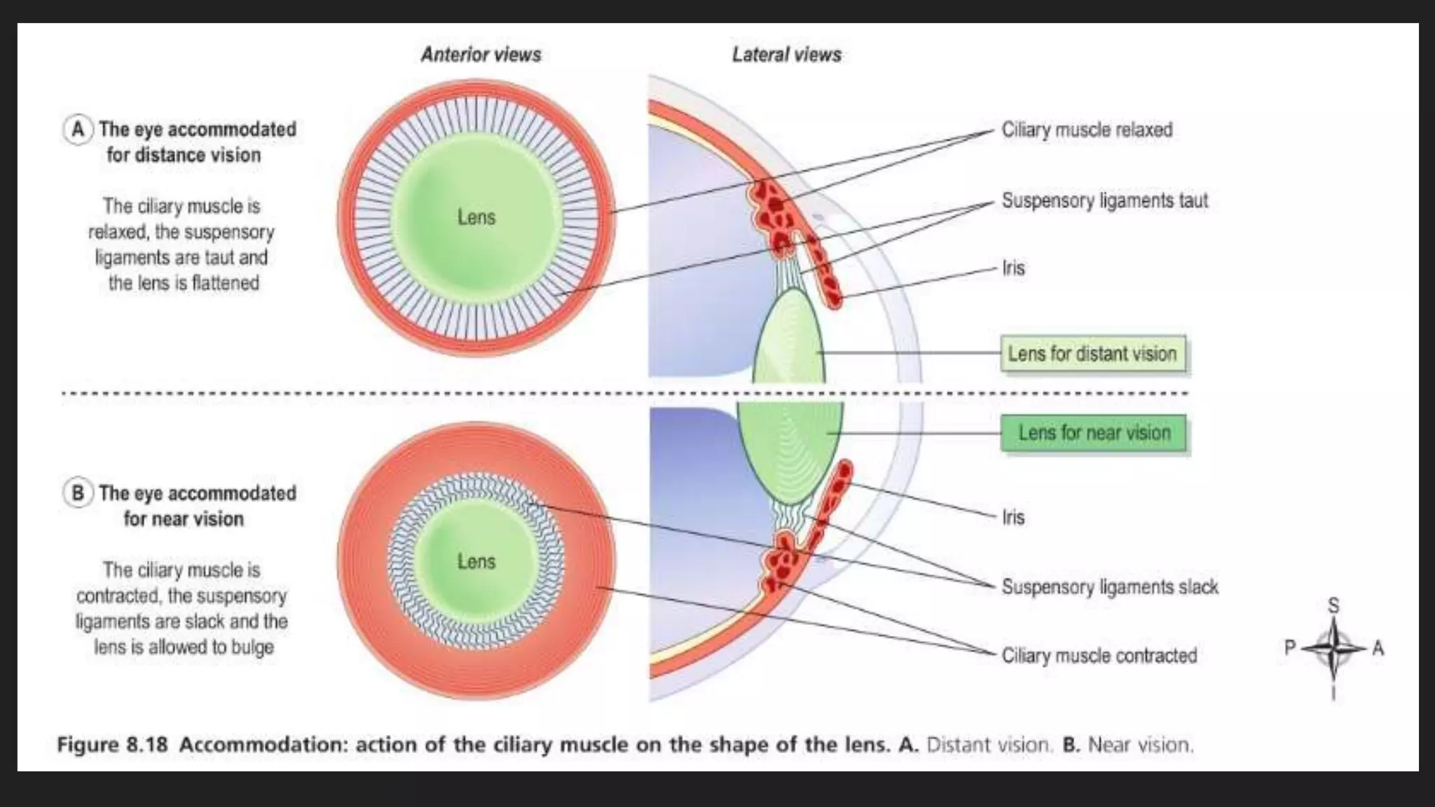 PHYSIOLOGY OF SIGHT.pptx