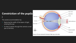 PHYSIOLOGY OF SIGHT.pptx